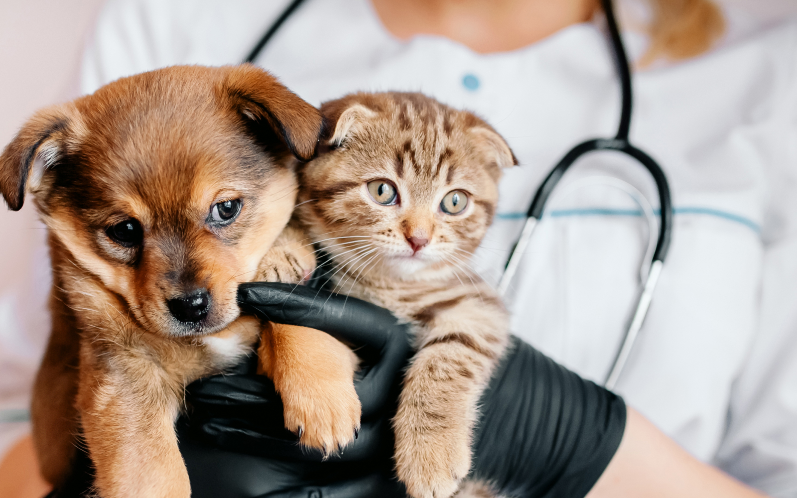 Nicoovet – Medicina Veterinaria